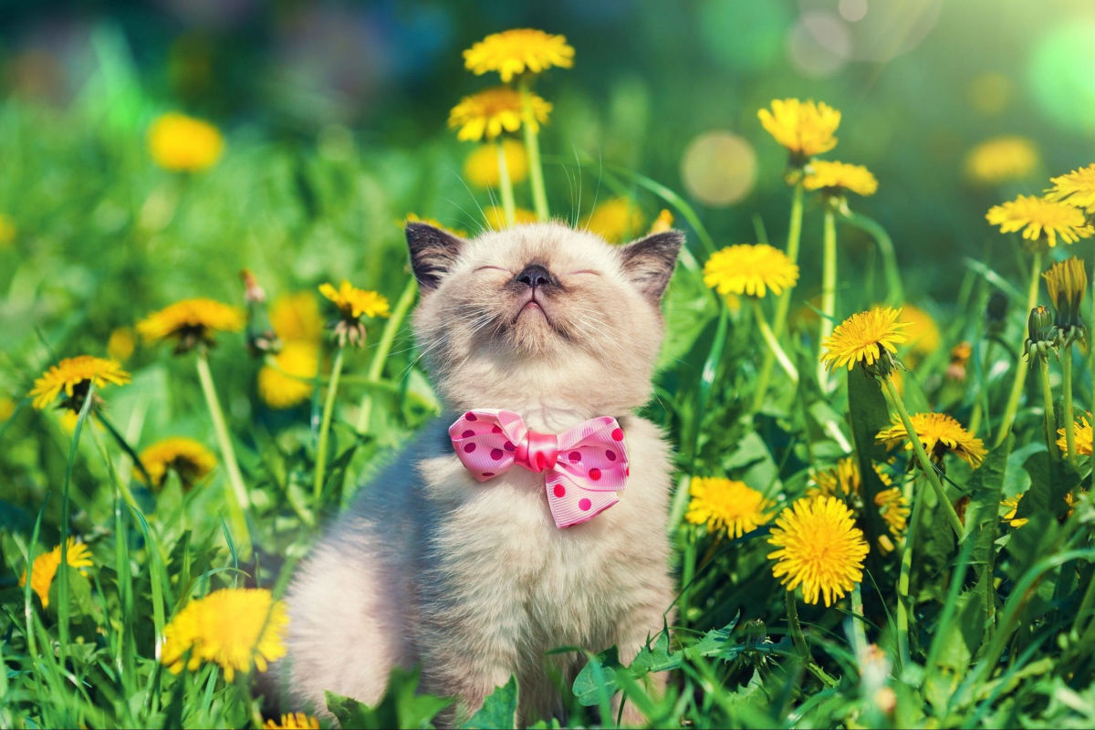 Идеальные выходные: до +24°C и много солнца обещают синоптики 13 и 14 мая - | Диалог.UA